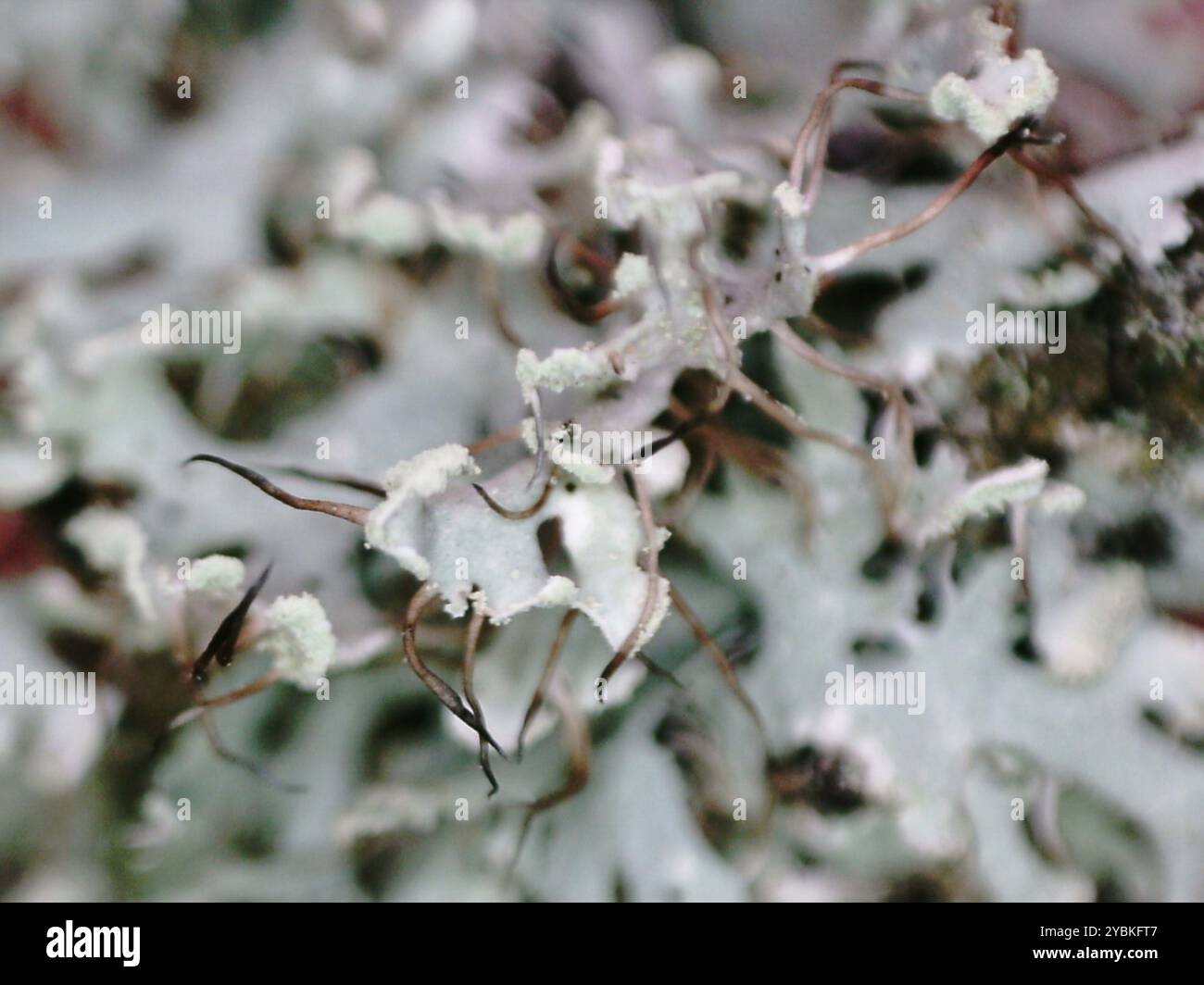 Fringed Rosette Lichen (Physcia tenella) Fungi Stock Photo - Alamy