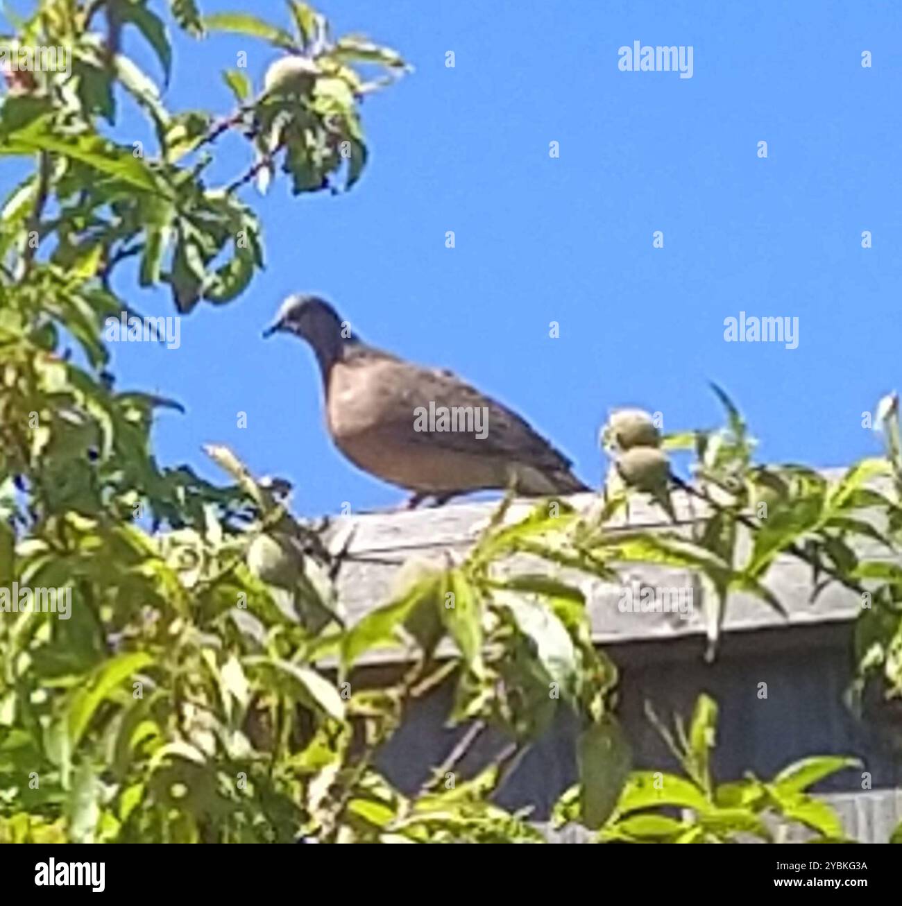 Spotted Dove (Spilopelia chinensis) Aves Stock Photo - Alamy
