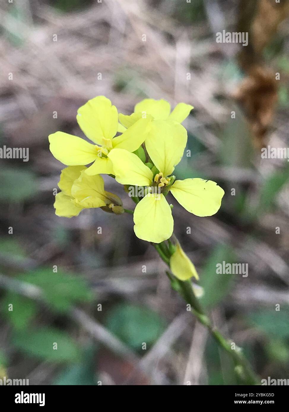 annual bastard cabbage (Rapistrum rugosum) Plantae Stock Photo - Alamy
