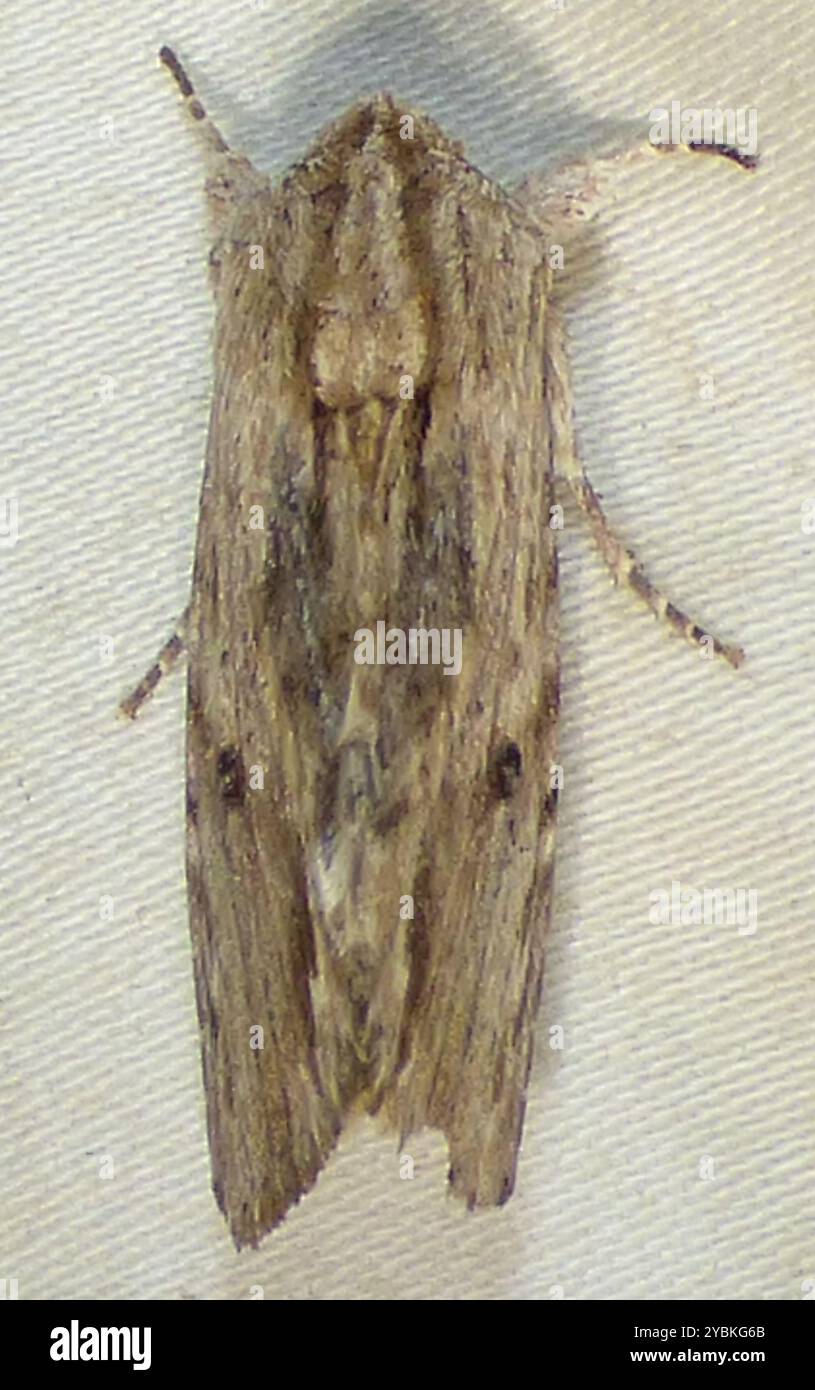 Southern armyworm moth hi-res stock photography and images - Alamy