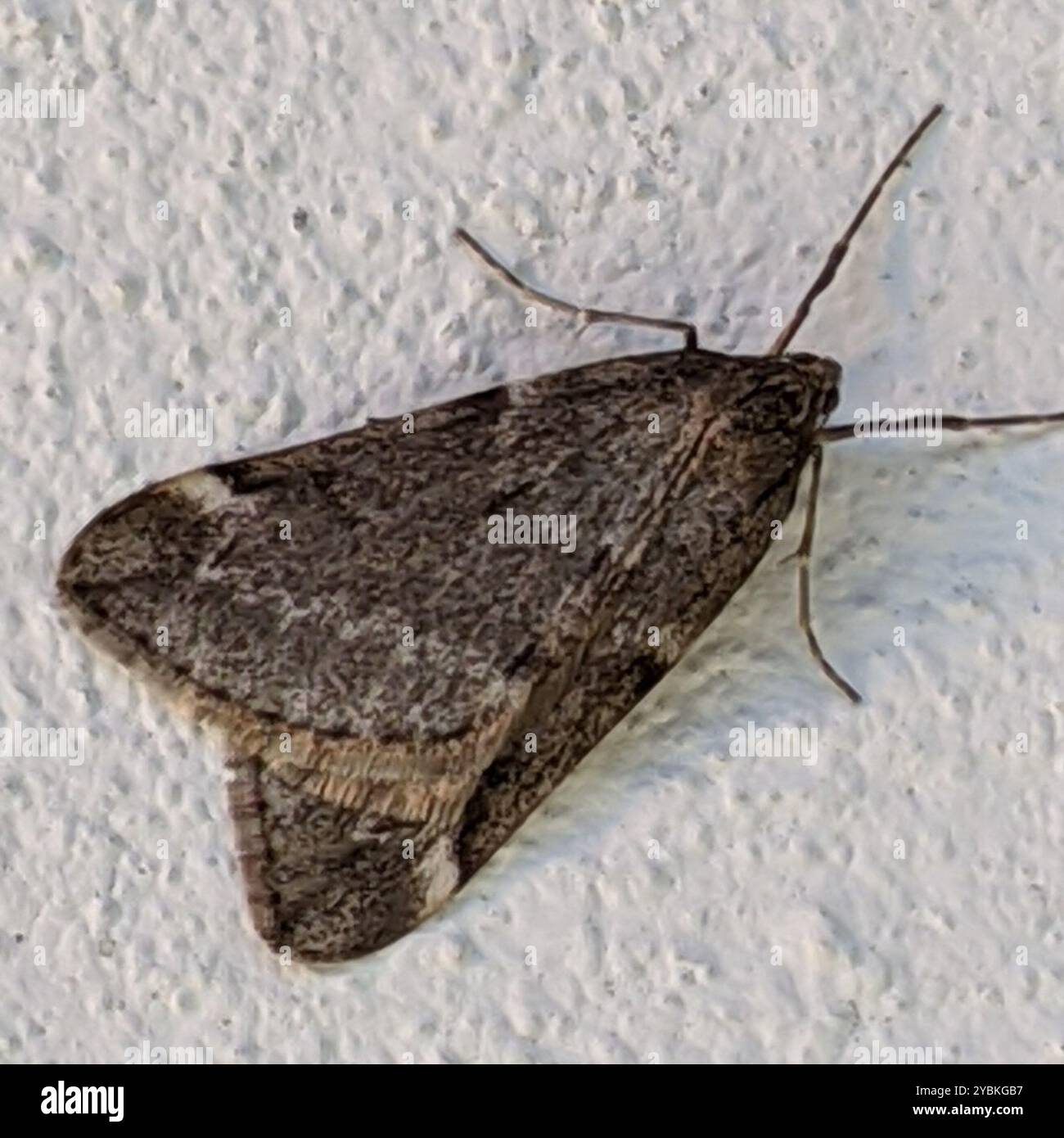 Fall Cankerworm Moth (Alsophila pometaria) Insecta Stock Photo - Alamy