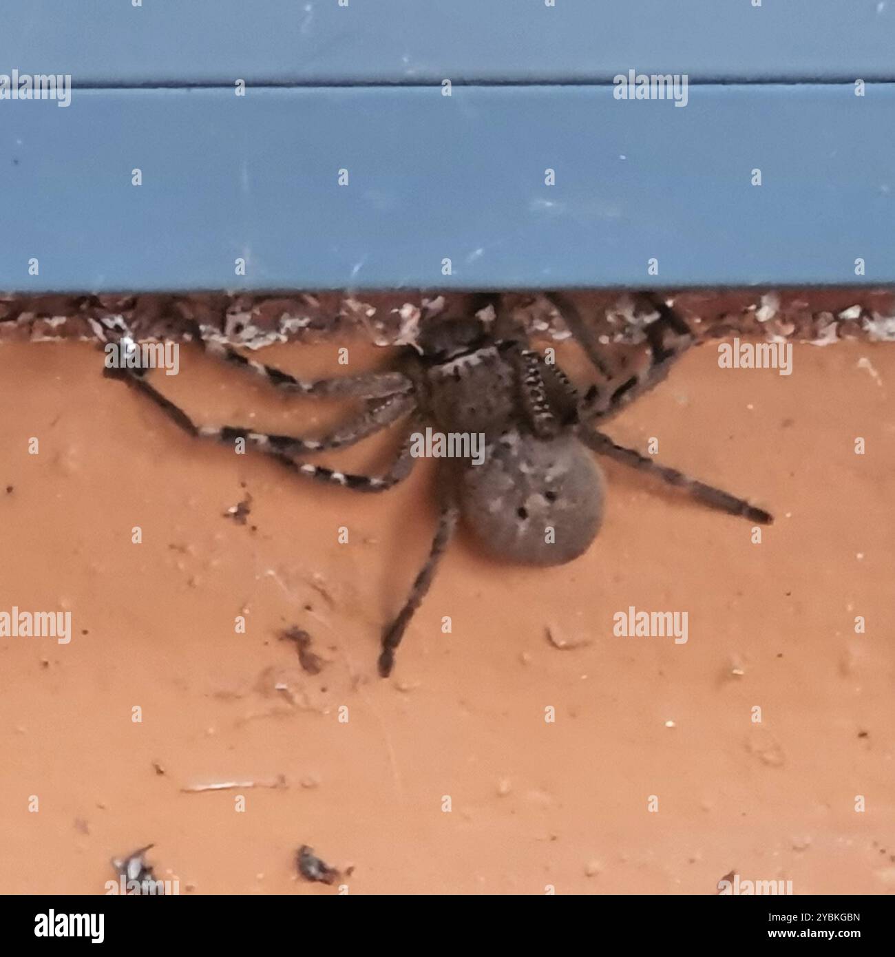 Badge Huntsman Spiders (Neosparassus) Arachnida Stock Photo - Alamy