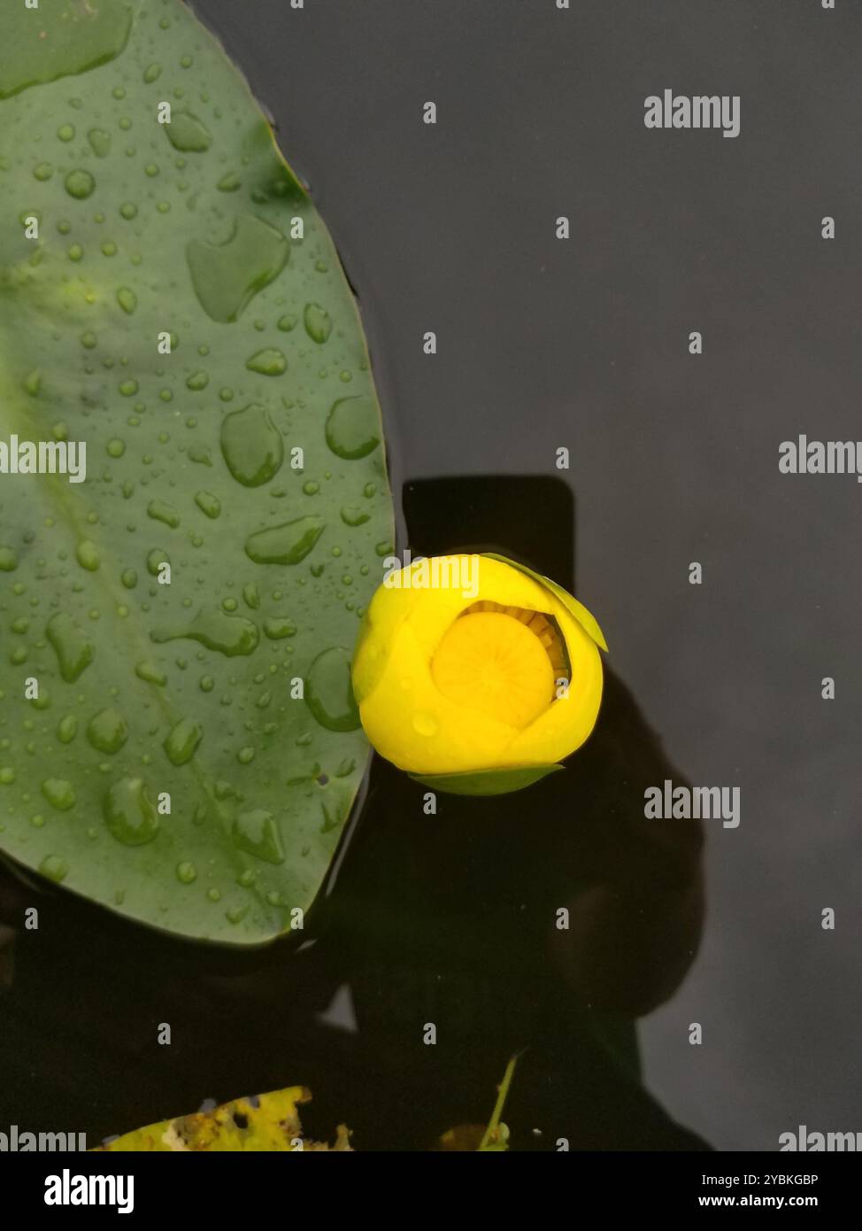 spatterdock (Nuphar advena) Plantae Stock Photo - Alamy