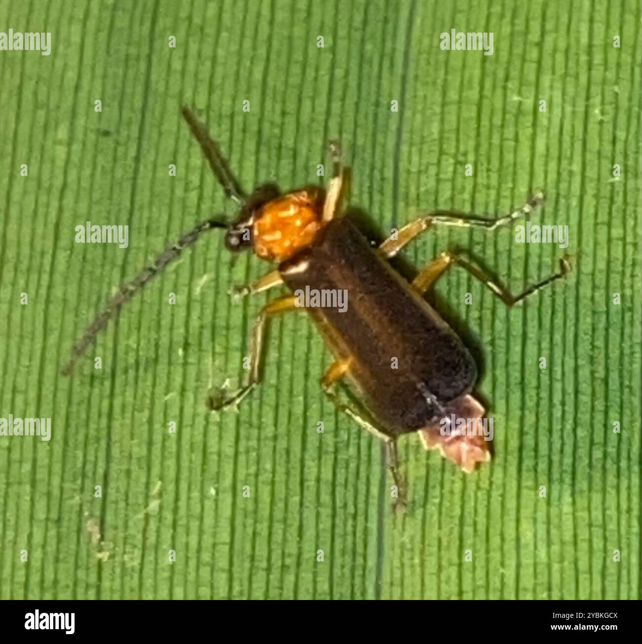 Silis hi-res stock photography and images - Alamy
