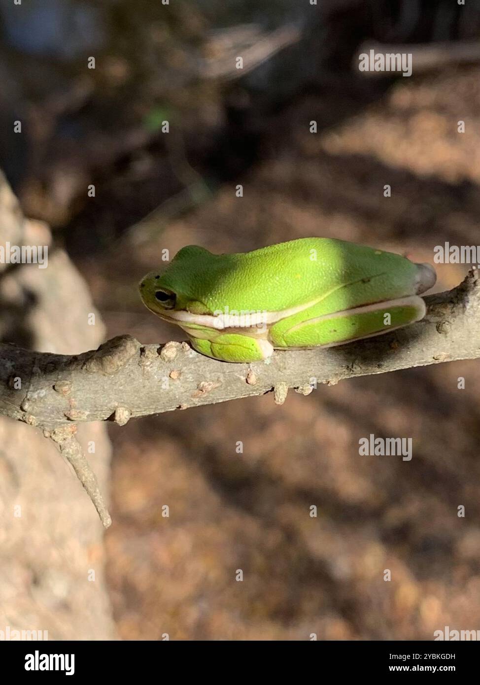 Green Treefrog (Hyla cinerea) Amphibia Stock Photo - Alamy