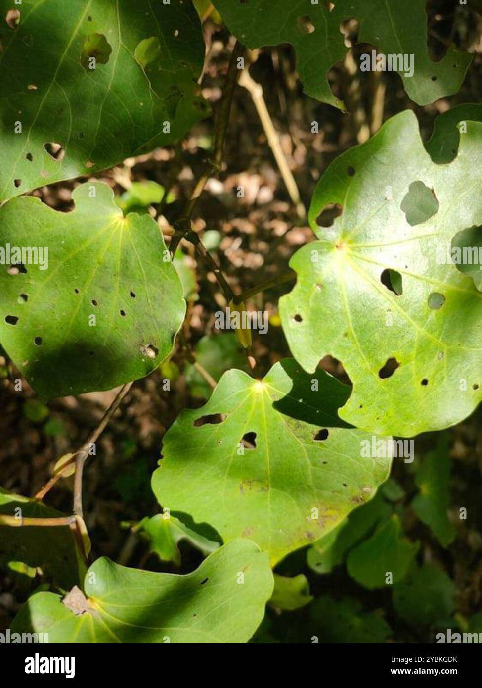 Kawakawa (Piper excelsum) Plantae Stock Photo - Alamy