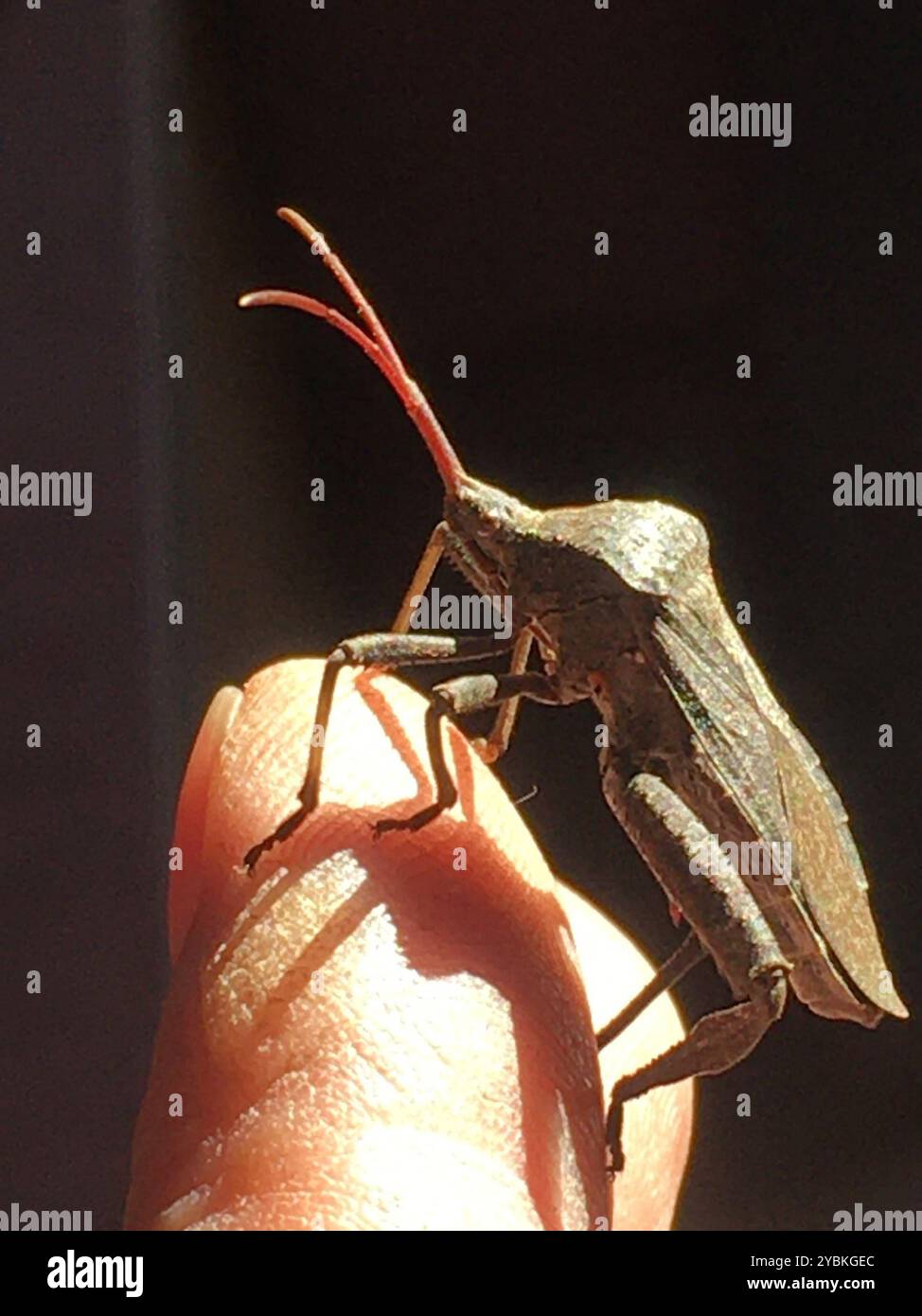 Florida Leaf-footed Bug (Acanthocephala femorata) Insecta Stock Photo ...