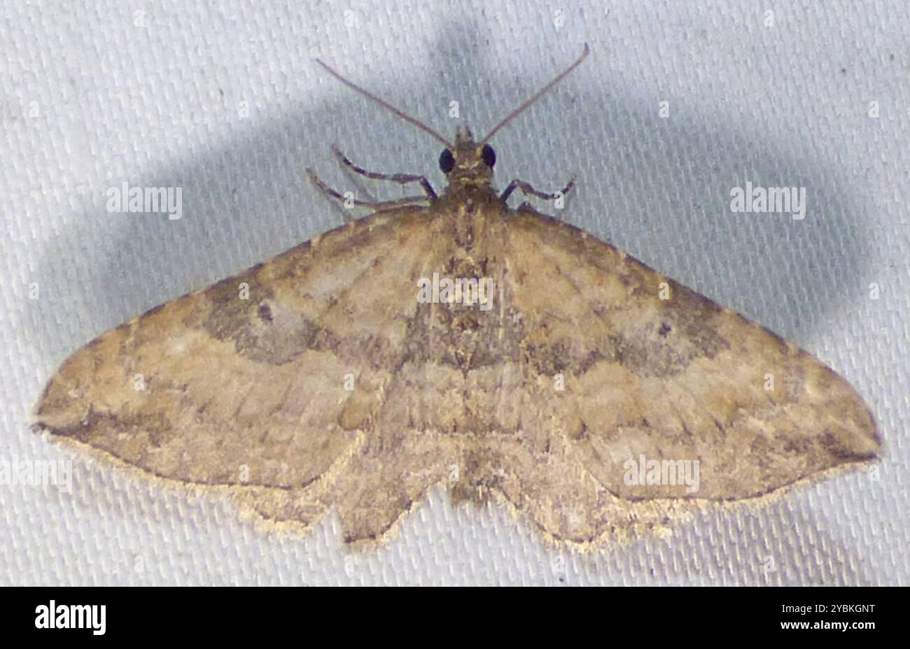 Gem Moth (Orthonama obstipata) Insecta Stock Photo - Alamy