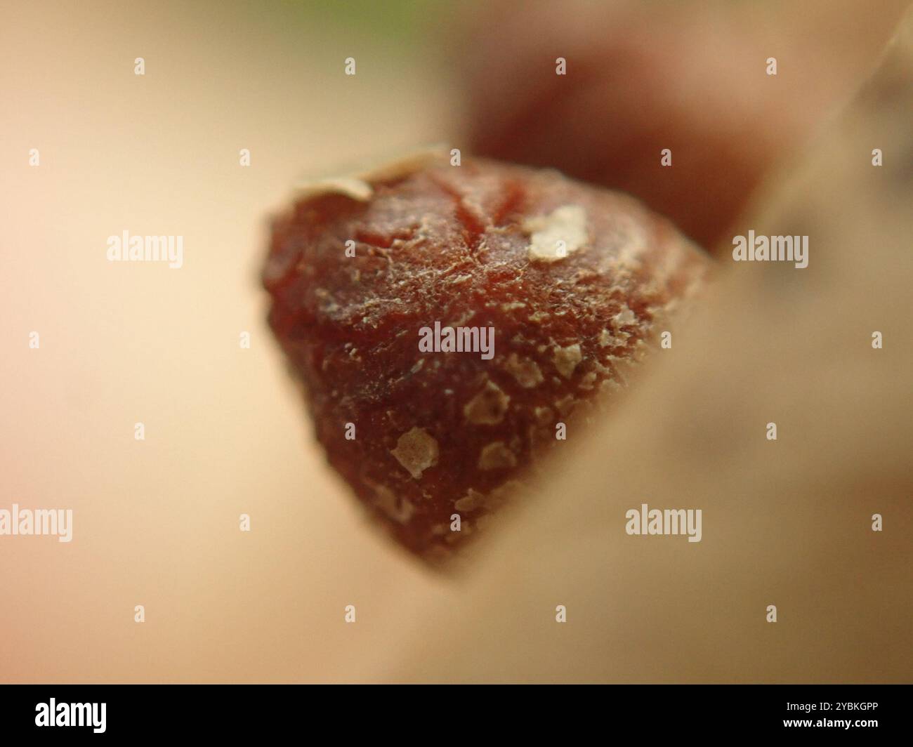 (Polystepha globosa) Insecta Stock Photo - Alamy