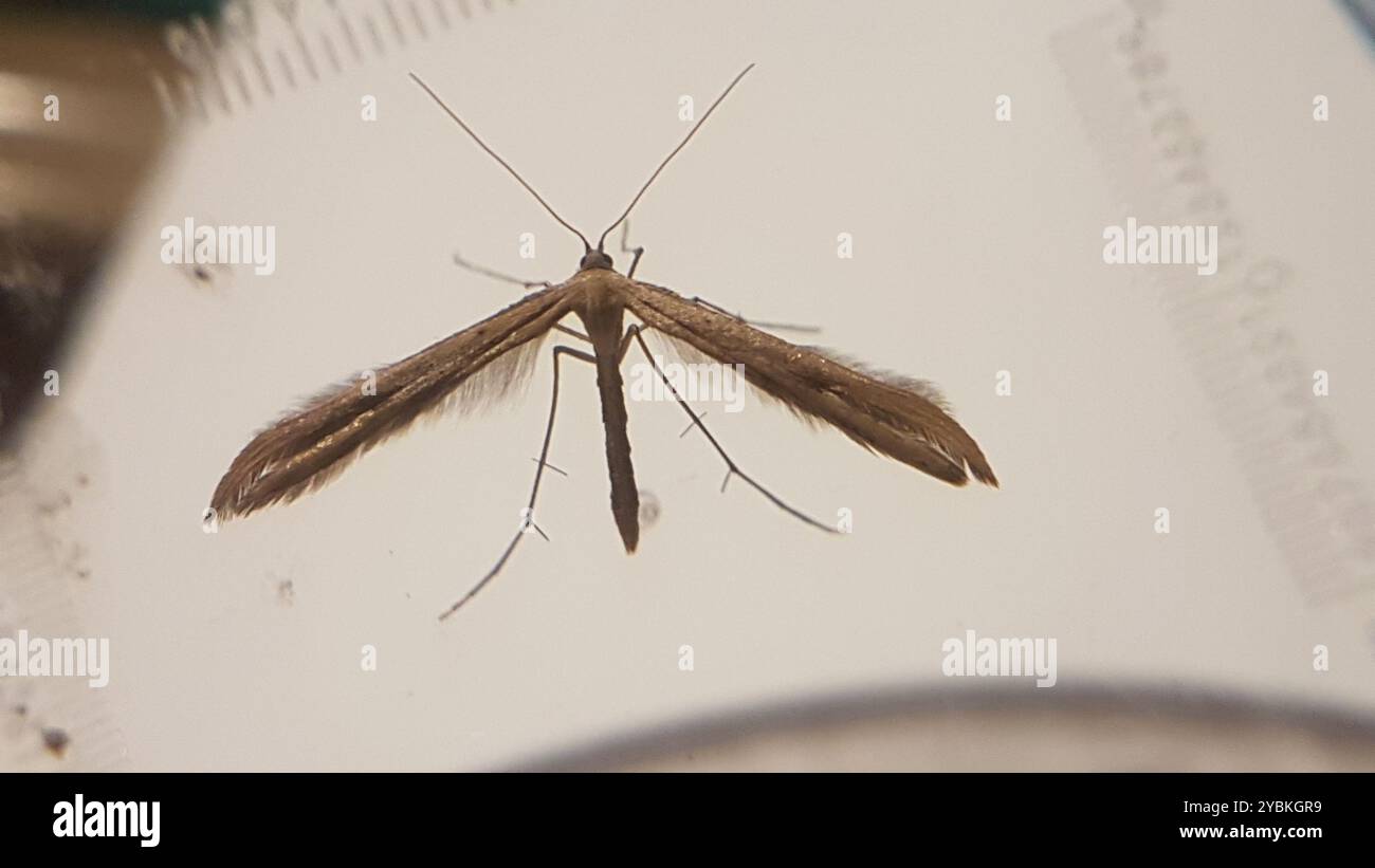 Morning-glory Plume Moth (Emmelina monodactyla) Insecta Stock Photo - Alamy