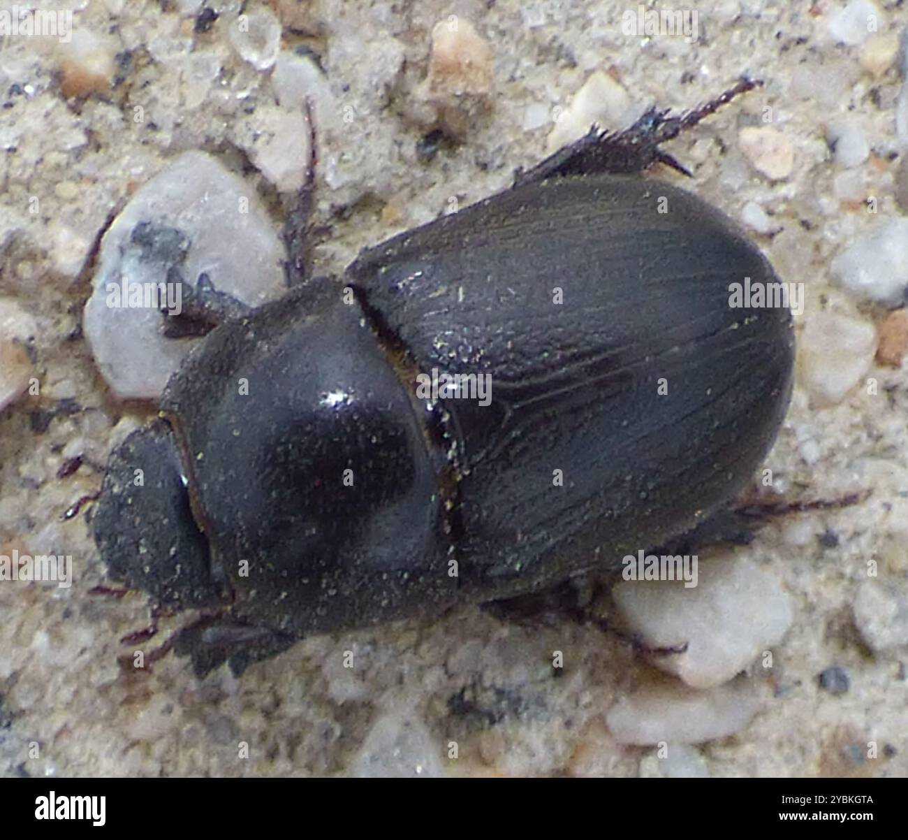 Sugarcane Beetle (Euetheola humilis) Insecta Stock Photo - Alamy