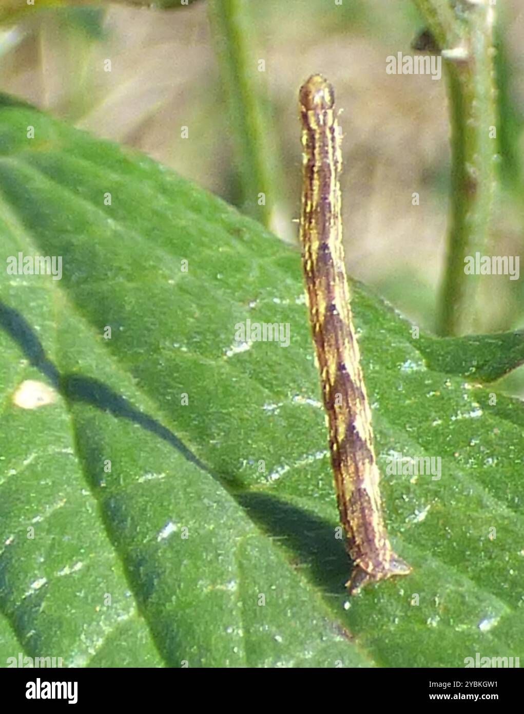 Geometer Moths (Geometridae) Insecta Stock Photo - Alamy
