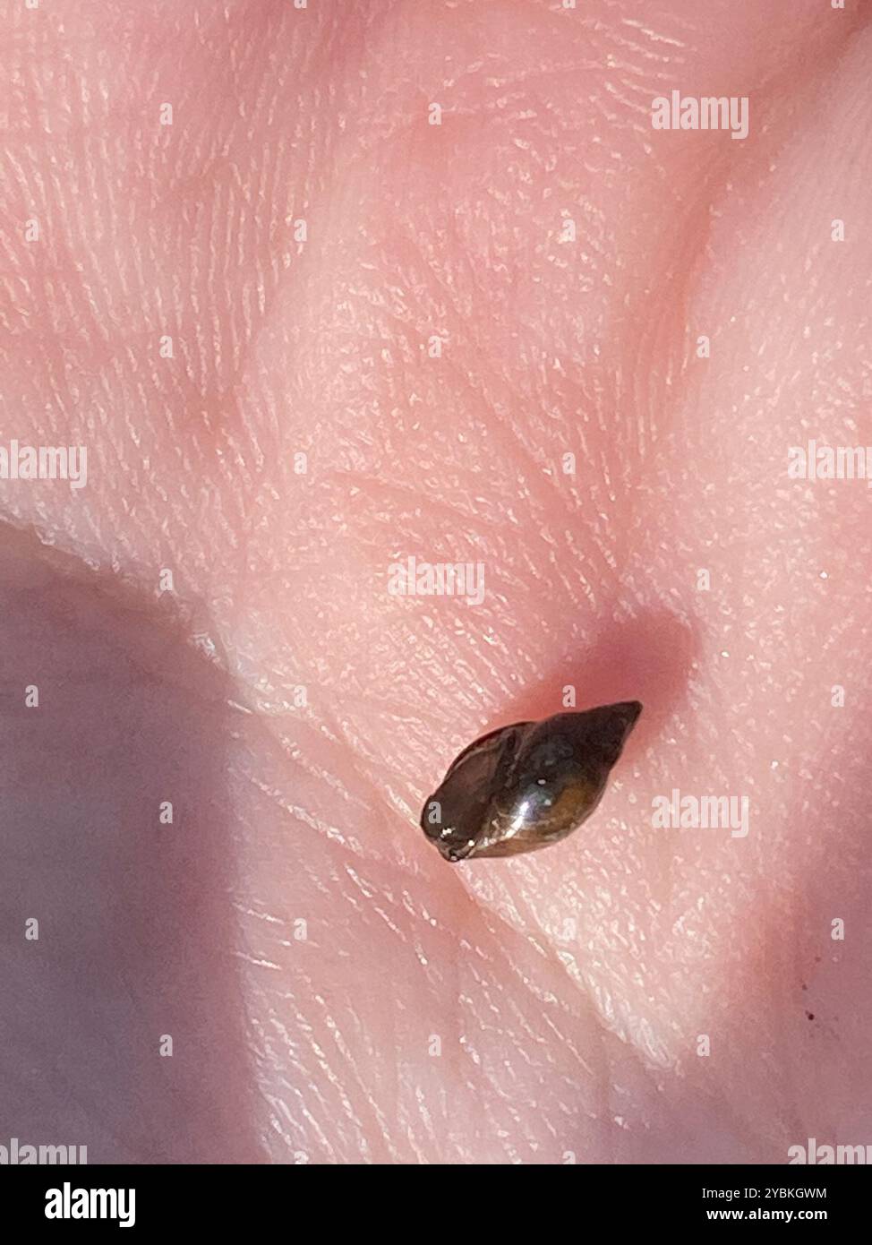 Bladder Snails (Physidae) Mollusca Stock Photo - Alamy