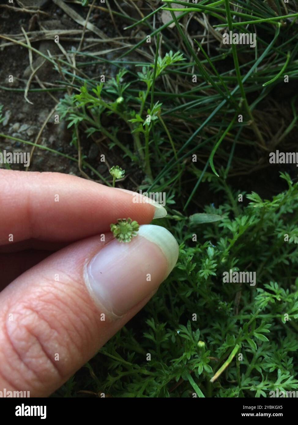 Common Cotula (Cotula australis) Plantae Stock Photo - Alamy