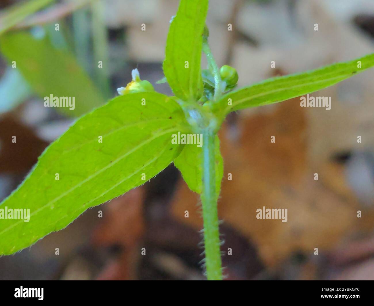 Gallant Soldier (Galinsoga parviflora) Plantae Stock Photo - Alamy