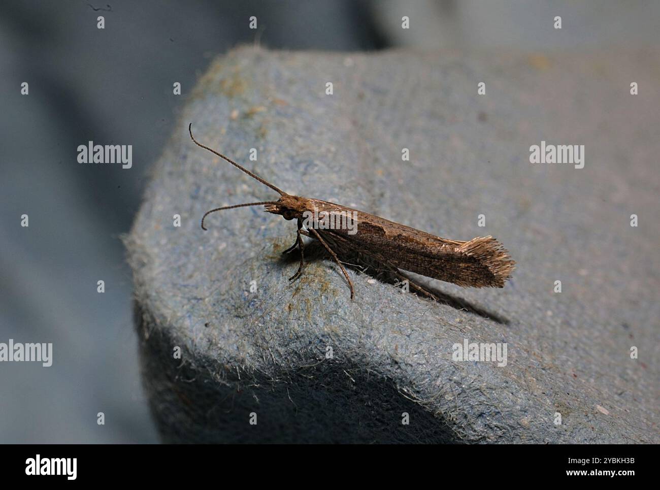 Diamondback Moth (Plutella xylostella) Insecta Stock Photo - Alamy