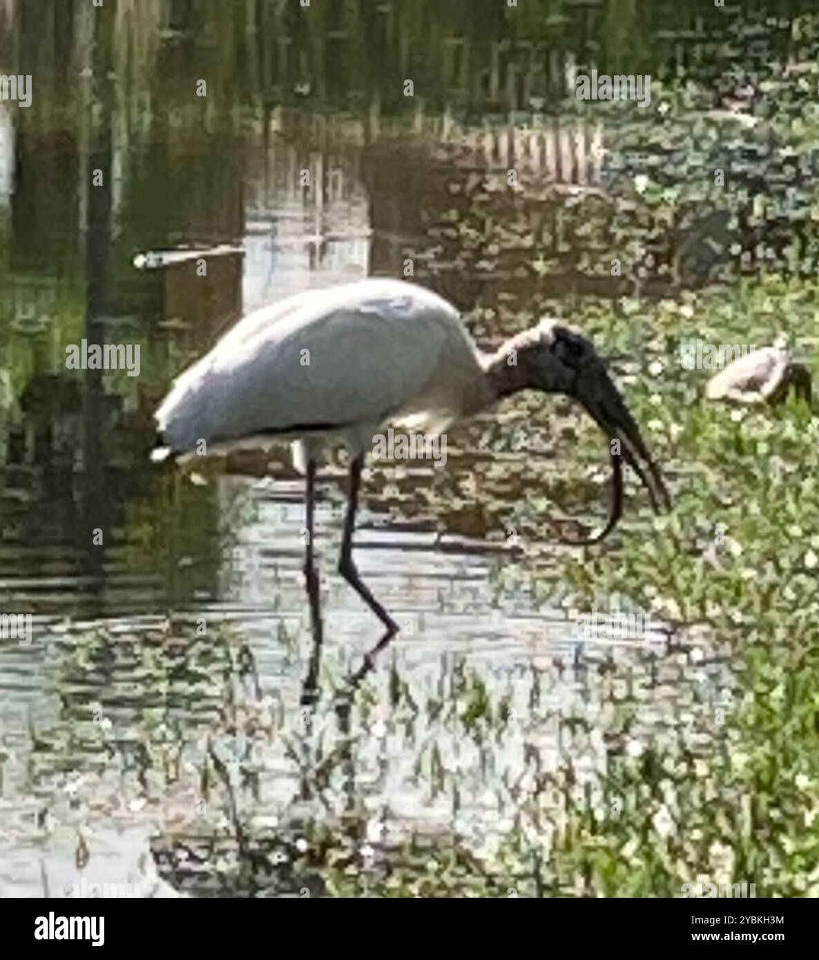Ray-finned Fishes (Actinopterygii) Actinopterygii Stock Photo - Alamy