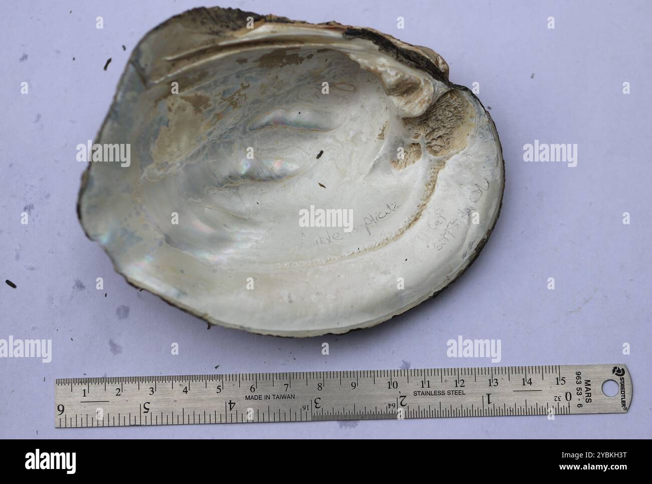 Three-ridge Mussel (Amblema plicata) Mollusca Stock Photo - Alamy