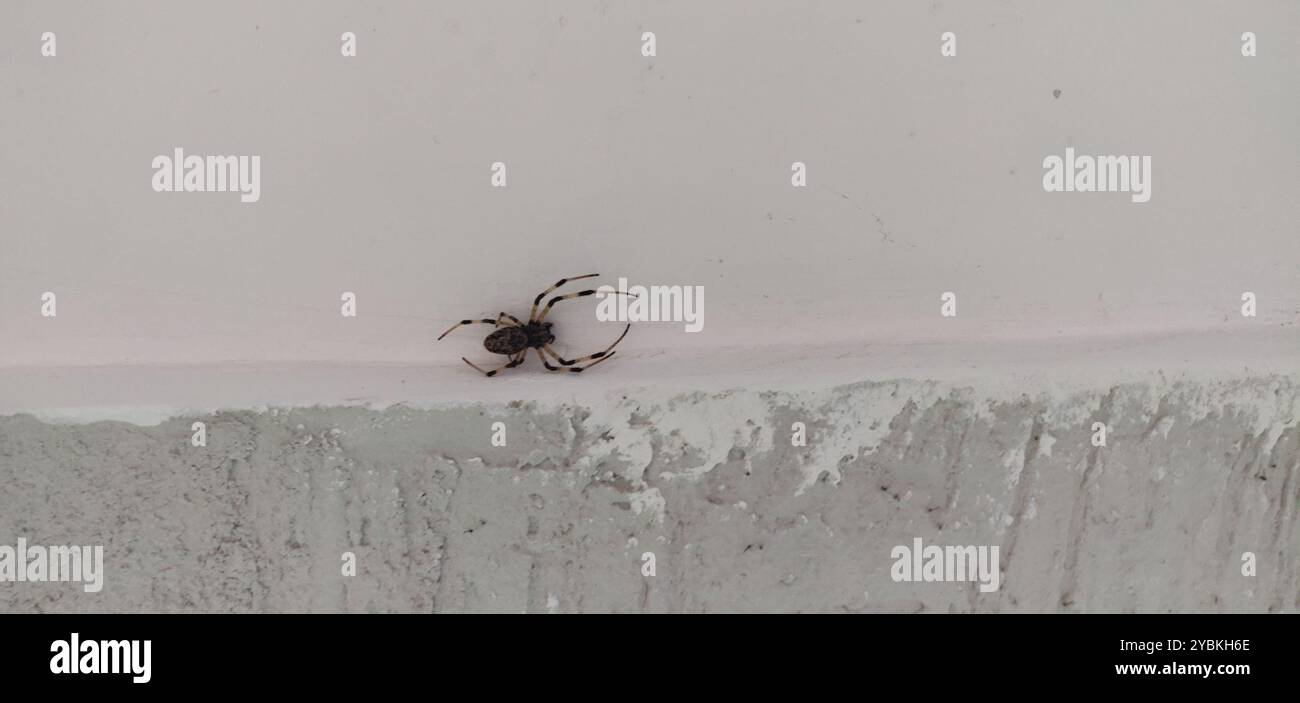 African Hermit Spider (Nephilingis cruentata) Arachnida Stock Photo - Alamy