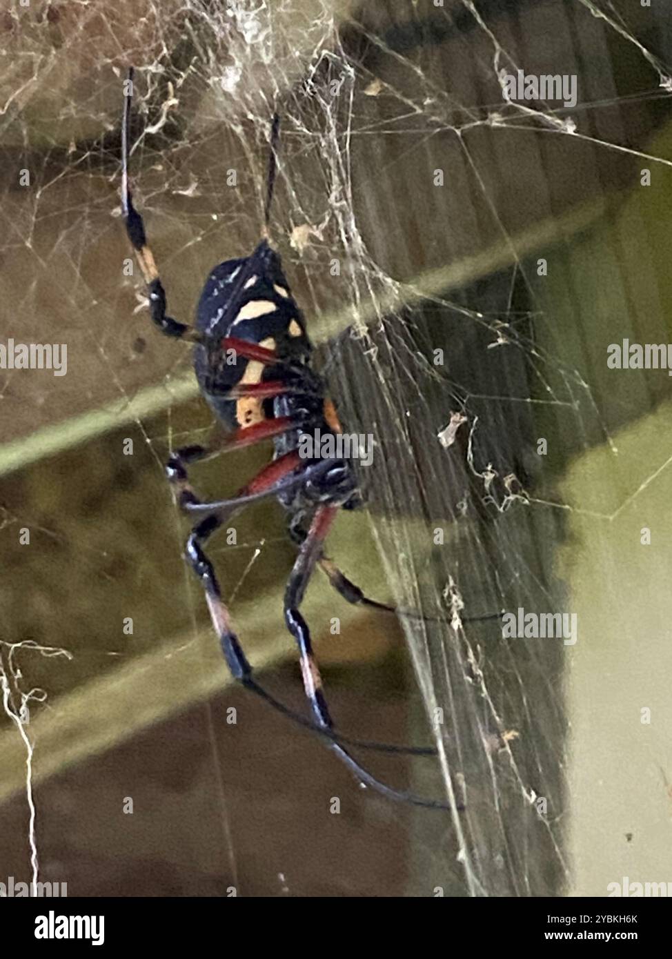 Nephilingis cruentata hi-res stock photography and images - Alamy