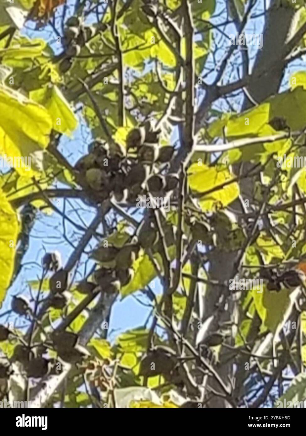 princess tree (Paulownia tomentosa) Plantae Stock Photo - Alamy