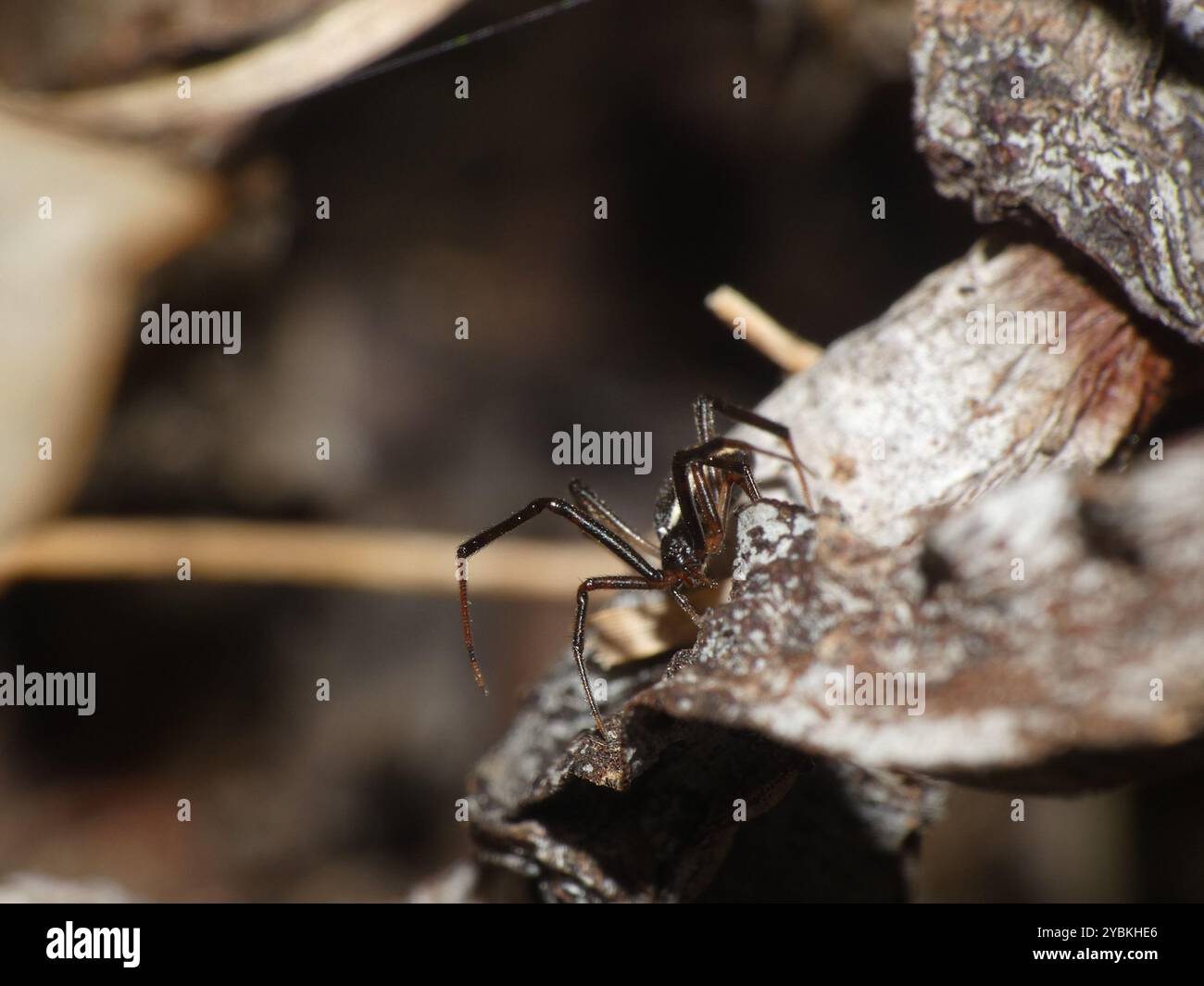 Spiders (Araneae) Arachnida Stock Photo - Alamy