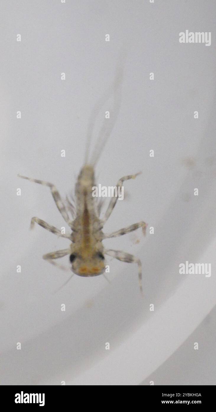 Light Cahills (Stenacron) Insecta Stock Photo - Alamy