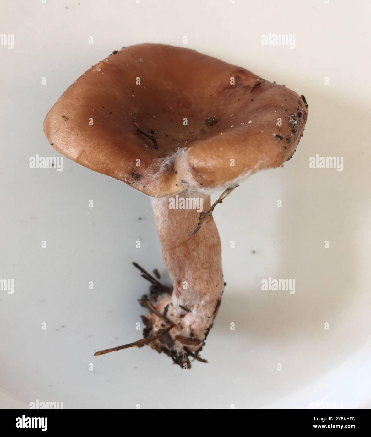 (Lactarius imperceptus) Fungi Stock Photo - Alamy