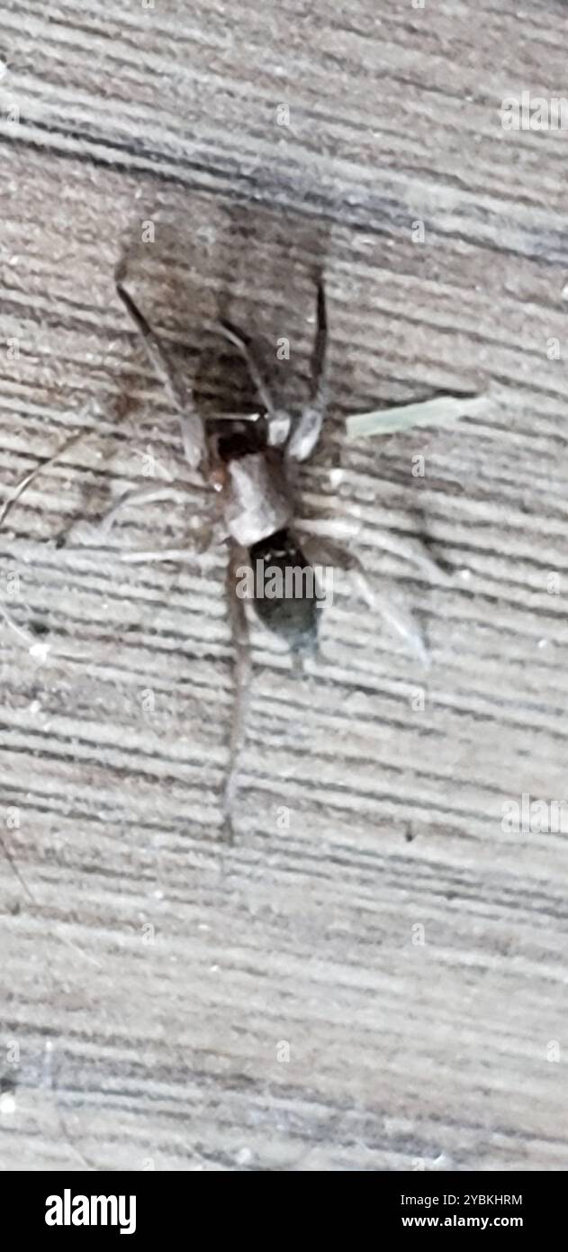 Mouse Spider (Scotophaeus blackwalli) Arachnida Stock Photo - Alamy