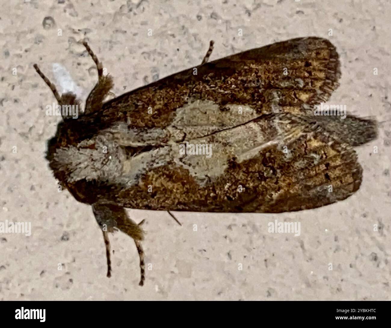 Owlet Moths and Allies (Noctuoidea) Insecta Stock Photo - Alamy
