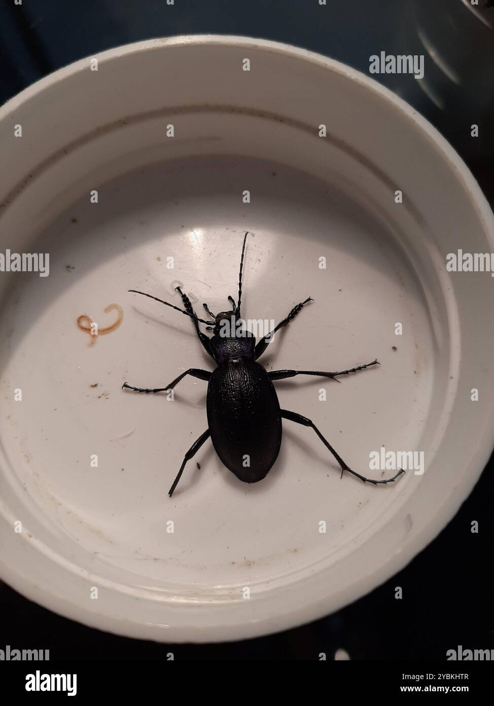 Rough Violet Ground Beetle (Carabus problematicus) Insecta Stock Photo ...