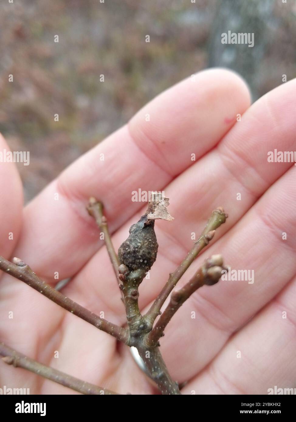Oak Petiole Gall Wasp (Andricus quercuspetiolicola) Insecta Stock Photo ...