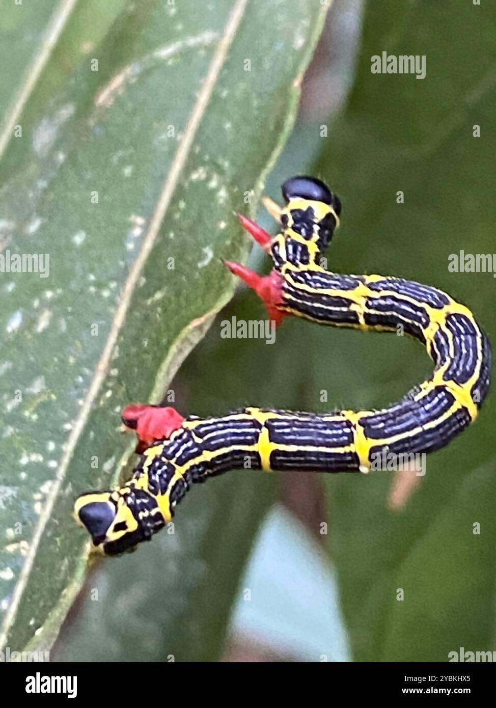 Geometer Moths (Geometridae) Insecta Stock Photo - Alamy