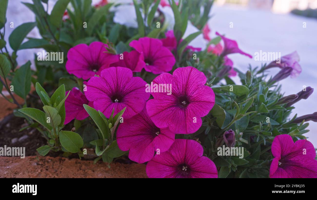 Vibrant purple petunias bloom outdoors in a garden in puglia, italy ...