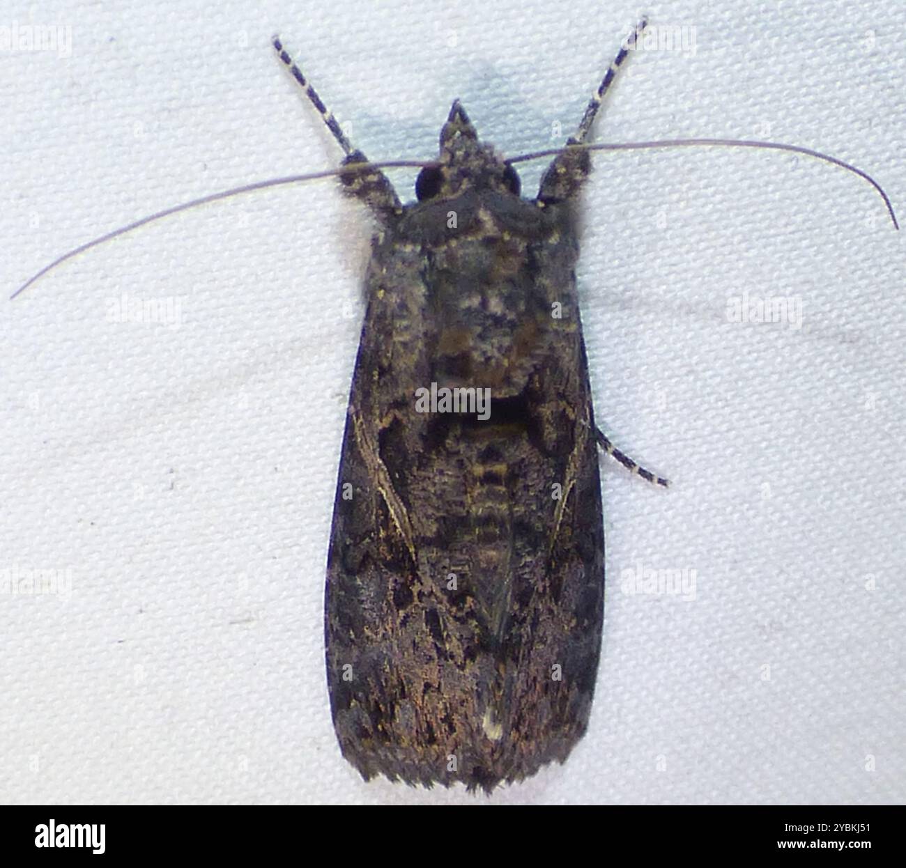 Sharp-stigma Looper Moth (Ctenoplusia oxygramma) Insecta Stock Photo ...