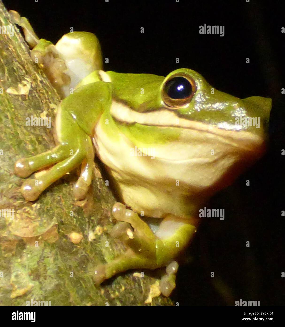 Green Treefrog (Hyla cinerea) Amphibia Stock Photo - Alamy
