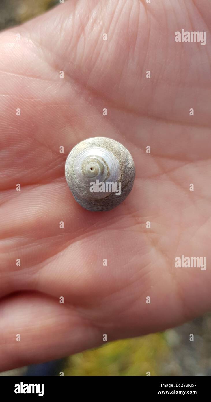 Purple Topshell (Steromphala umbilicalis) Mollusca Stock Photo - Alamy