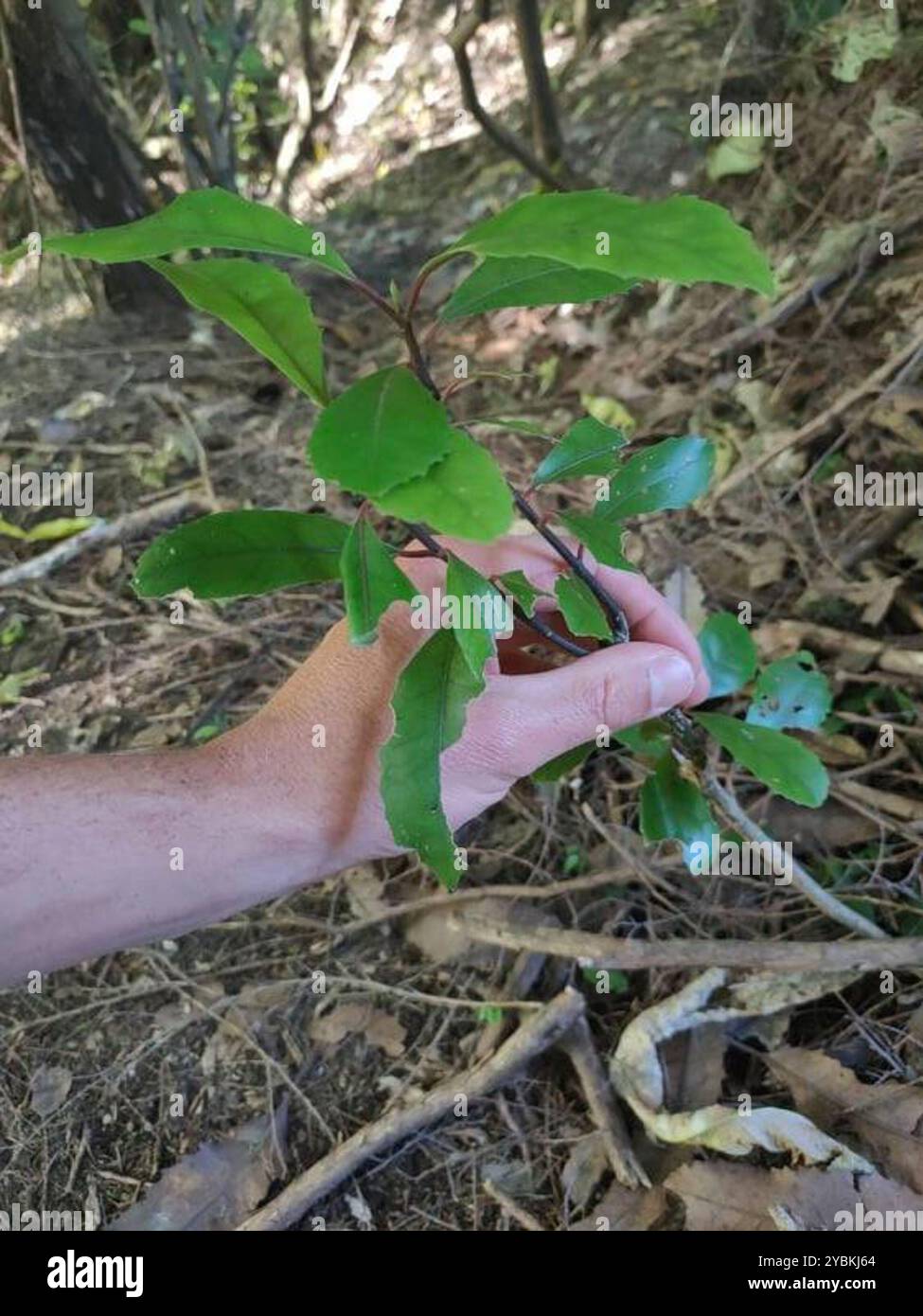 Pigeonwood (Hedycarya arborea) Plantae Stock Photo - Alamy