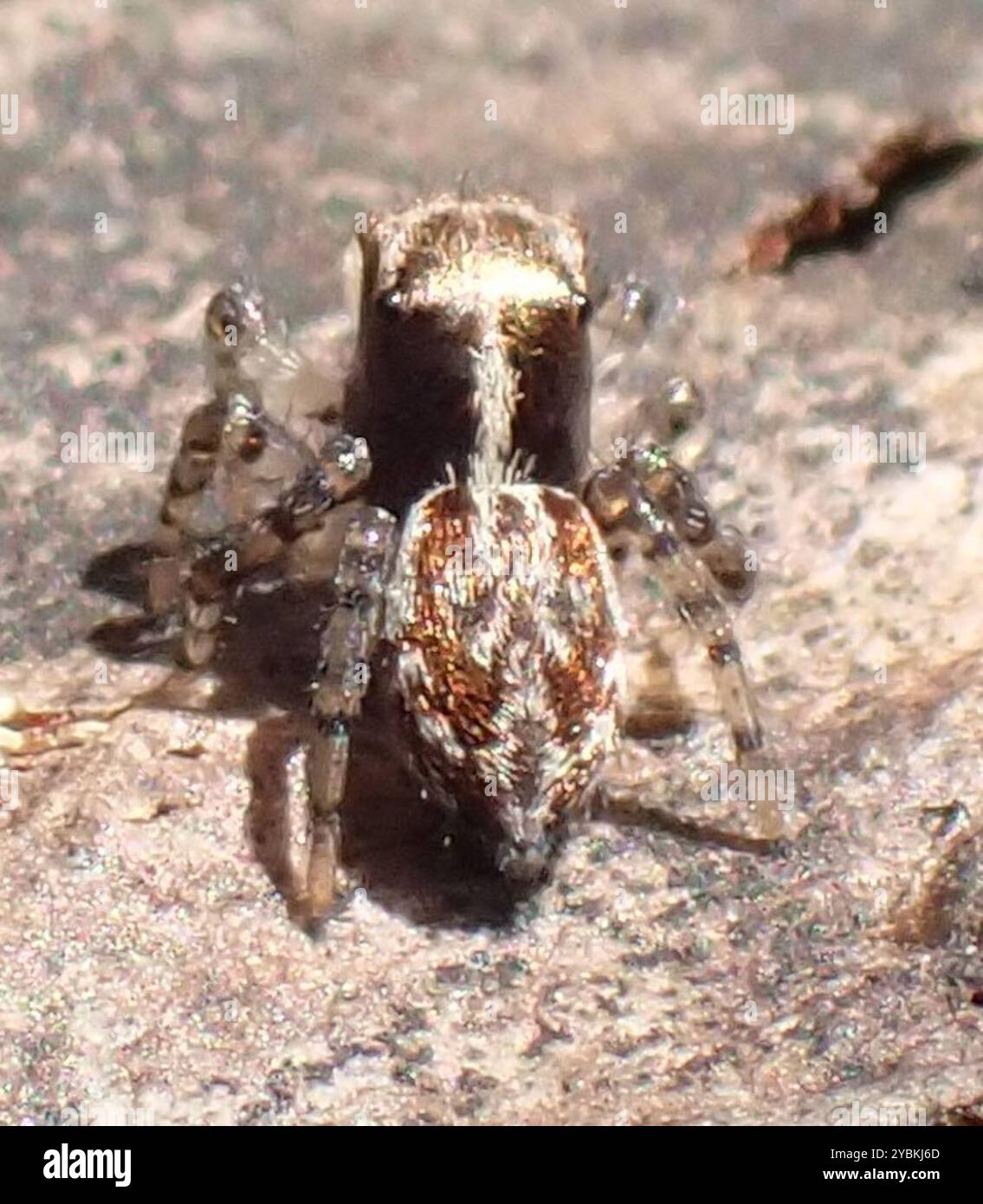 Common Peacock Spider (Maratus pavonis) Arachnida Stock Photo - Alamy