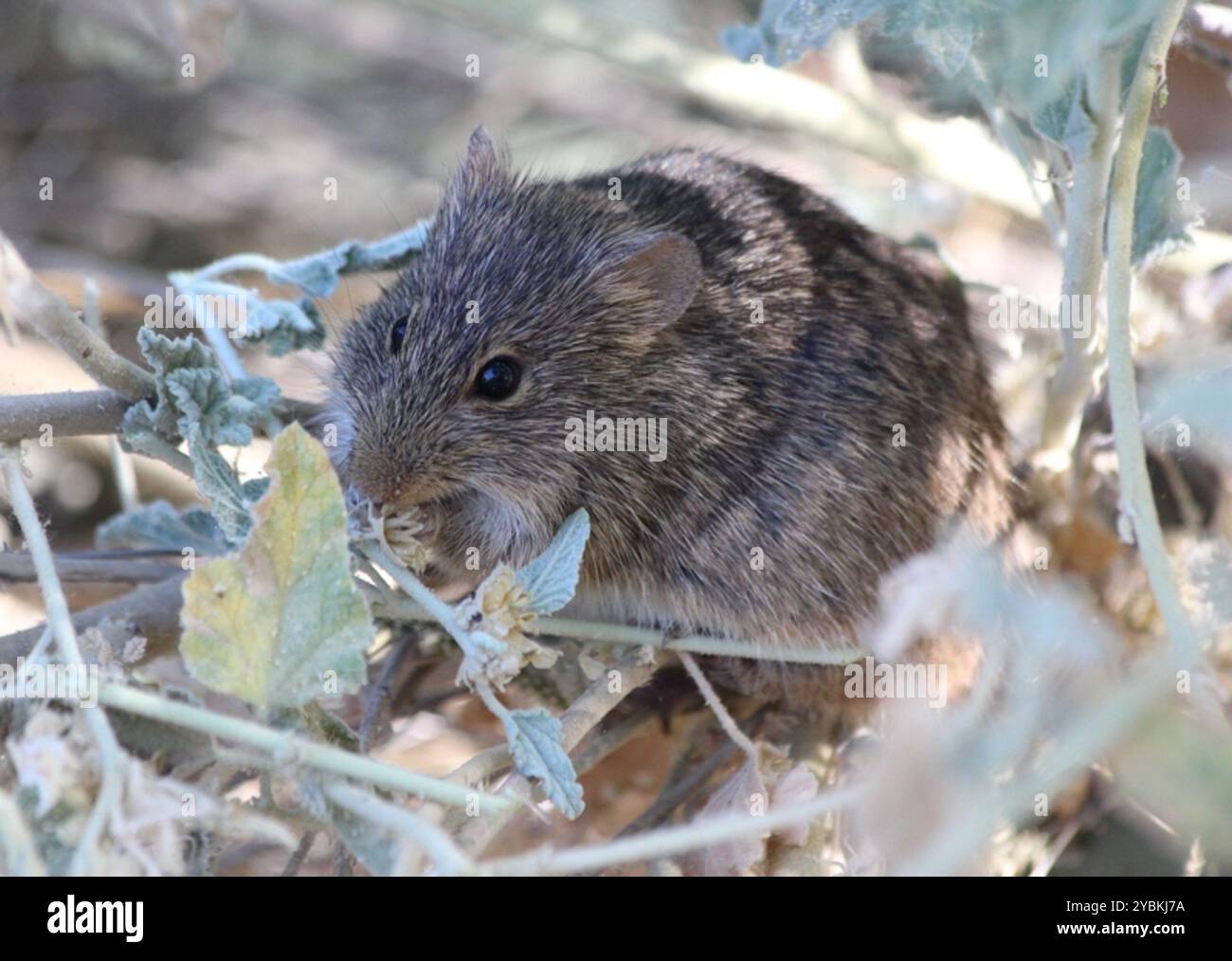 Cotton rats hi-res stock photography and images - Alamy