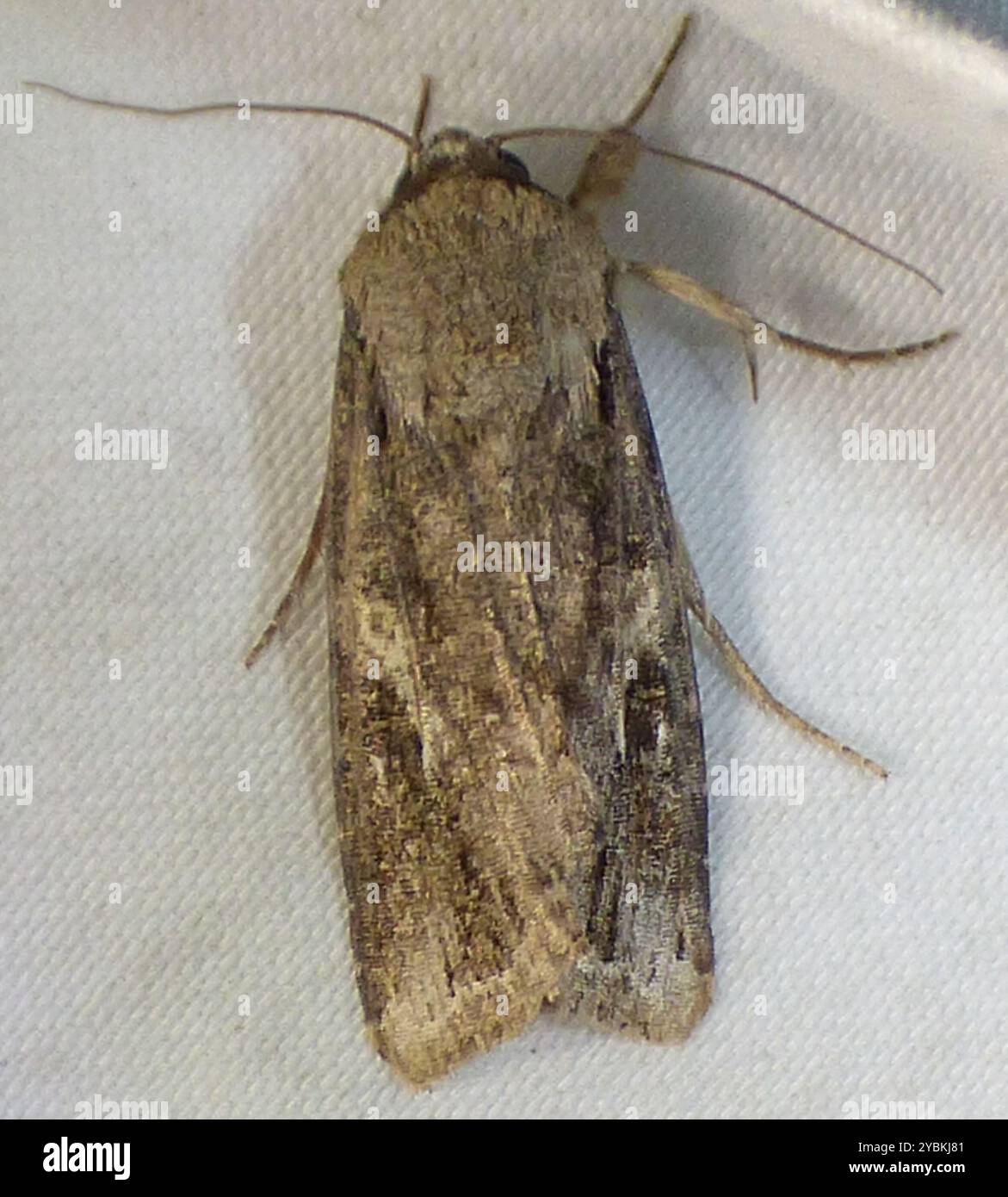 Fall Armyworm Moth (Spodoptera frugiperda) Insecta Stock Photo - Alamy