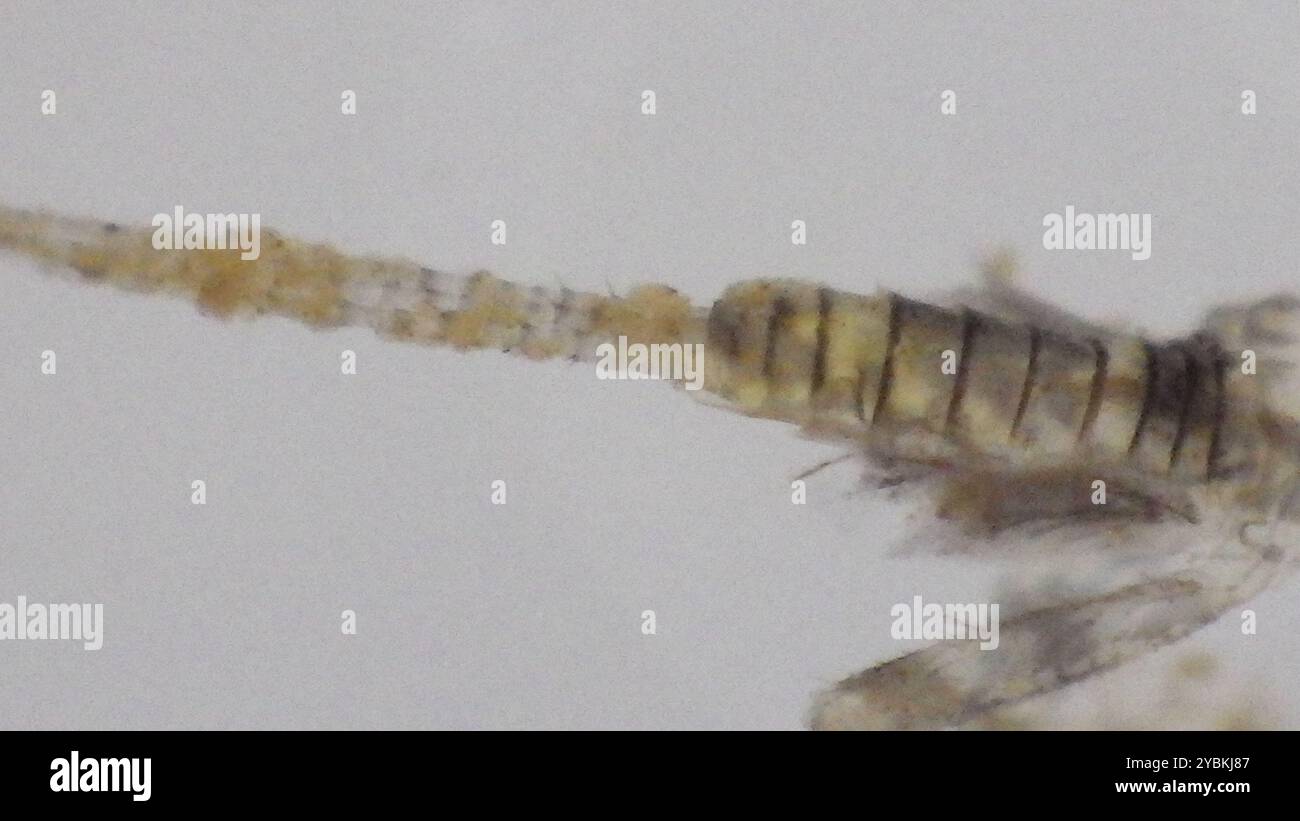 Light Cahills (Stenacron) Insecta Stock Photo - Alamy