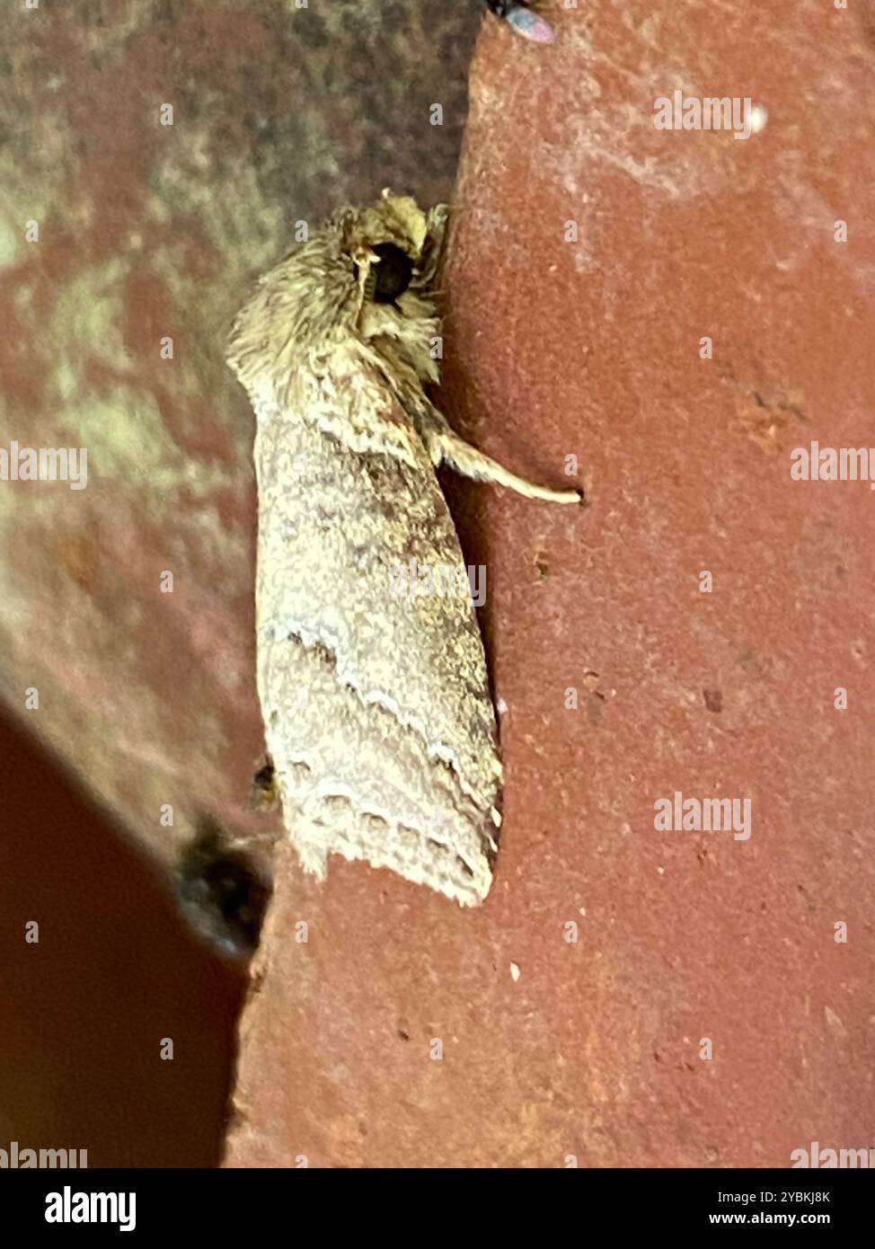Owlet Moths and Allies (Noctuoidea) Insecta Stock Photo - Alamy