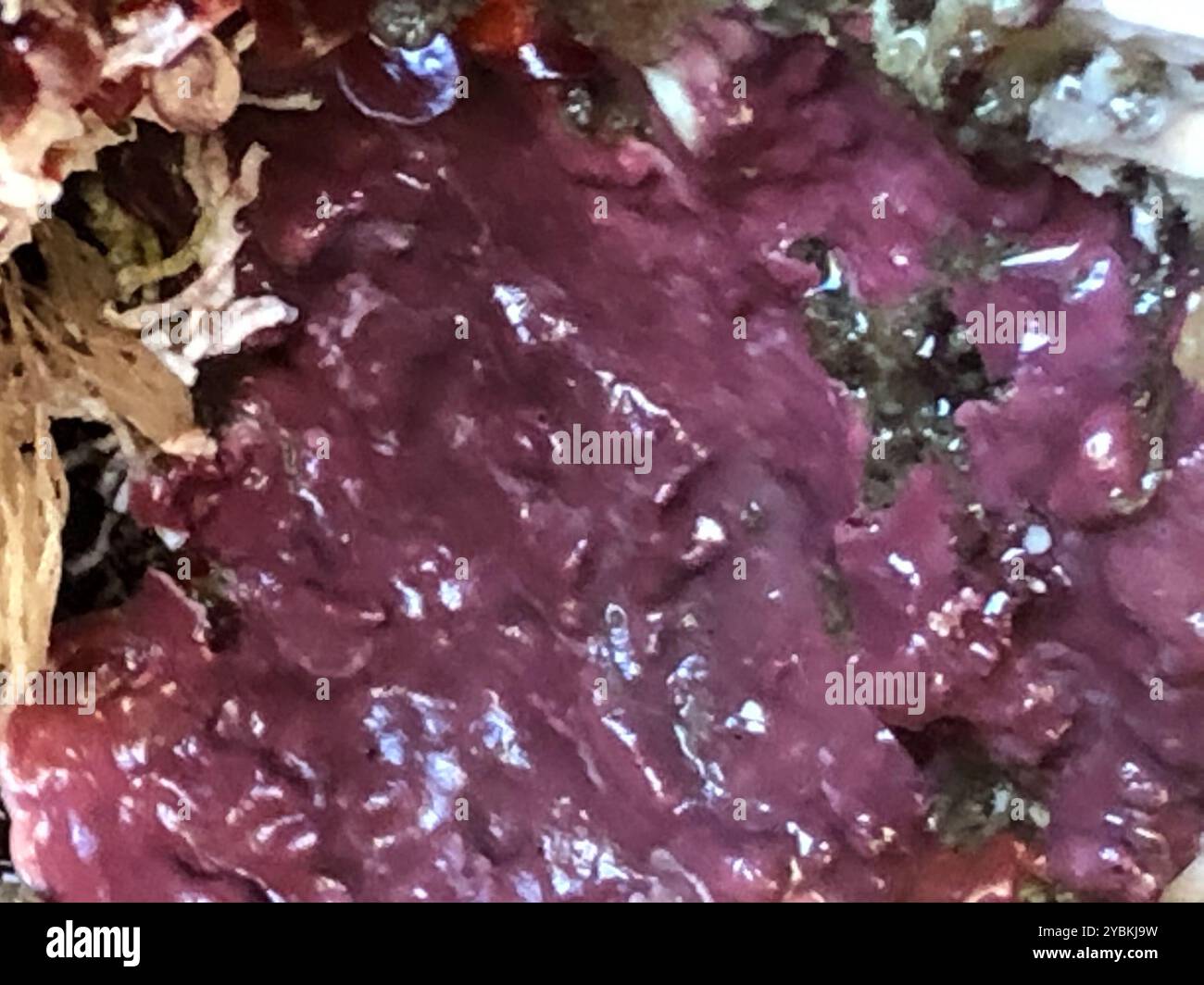 coralline algae (Corallinaceae) Plantae Stock Photo - Alamy