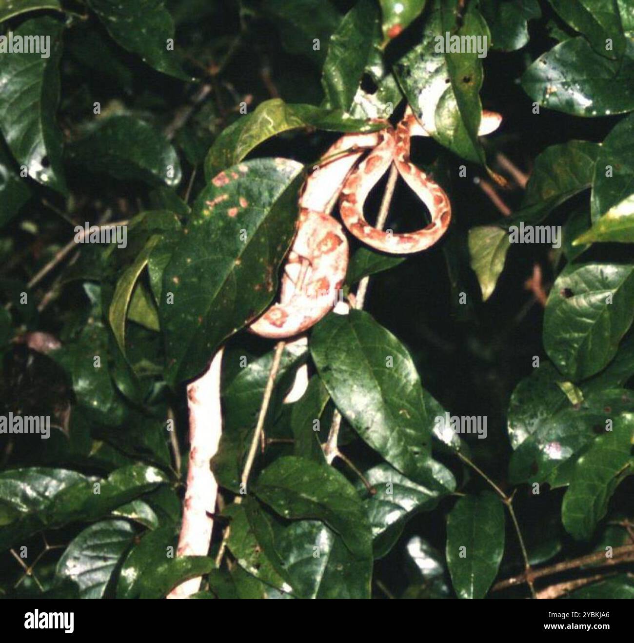 Garden Tree Boa (Corallus hortulana) Reptilia Stock Photo - Alamy