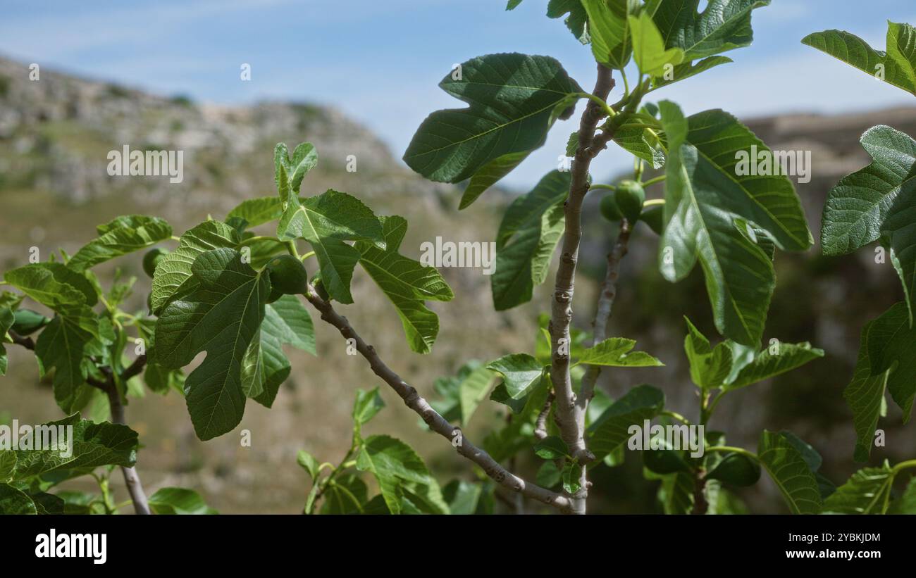 A close-up view of a fig tree ficus carica with green leaves and figs ...