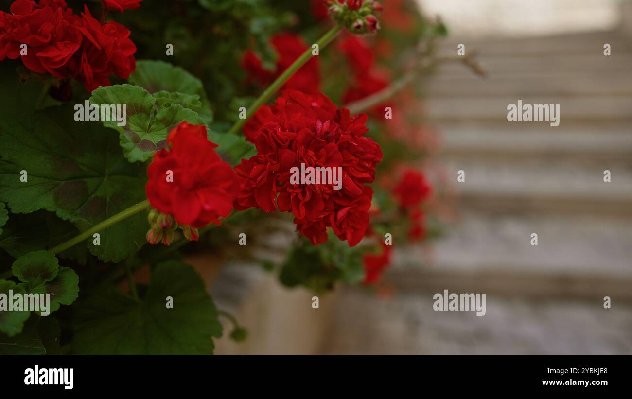 Bright red pelargonium, known as zonal geranium, blooms vibrantly on ...