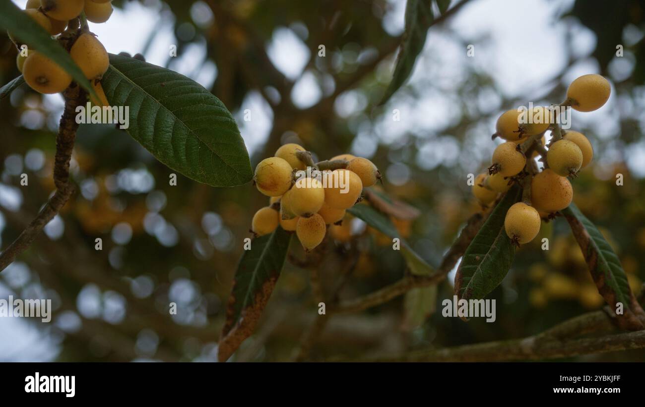 Close-up of loquat eriobotrya japonica fruits and leaves on a tree in ...