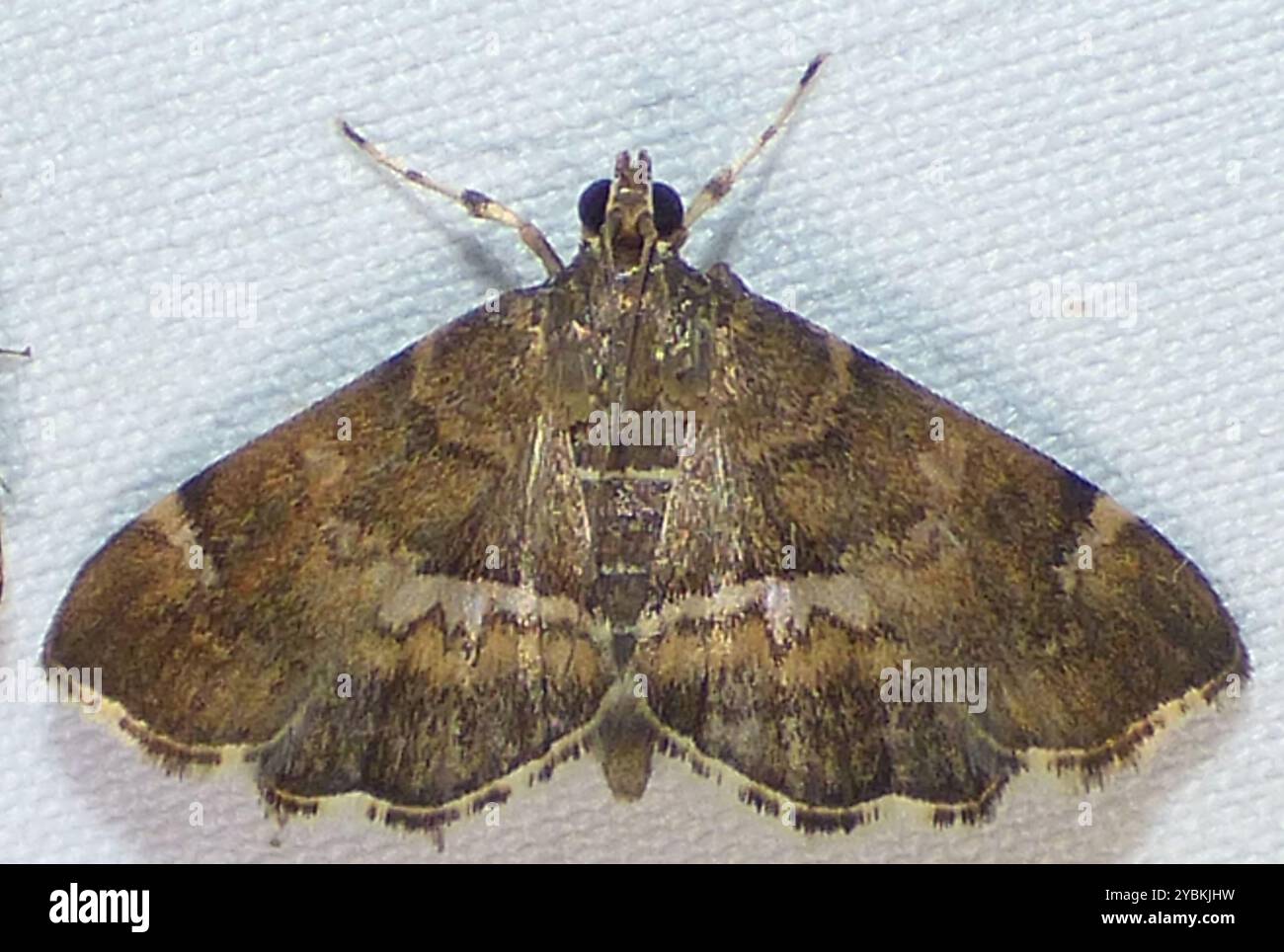Spotted Beet Webworm Moth (Hymenia perspectalis) Insecta Stock Photo ...