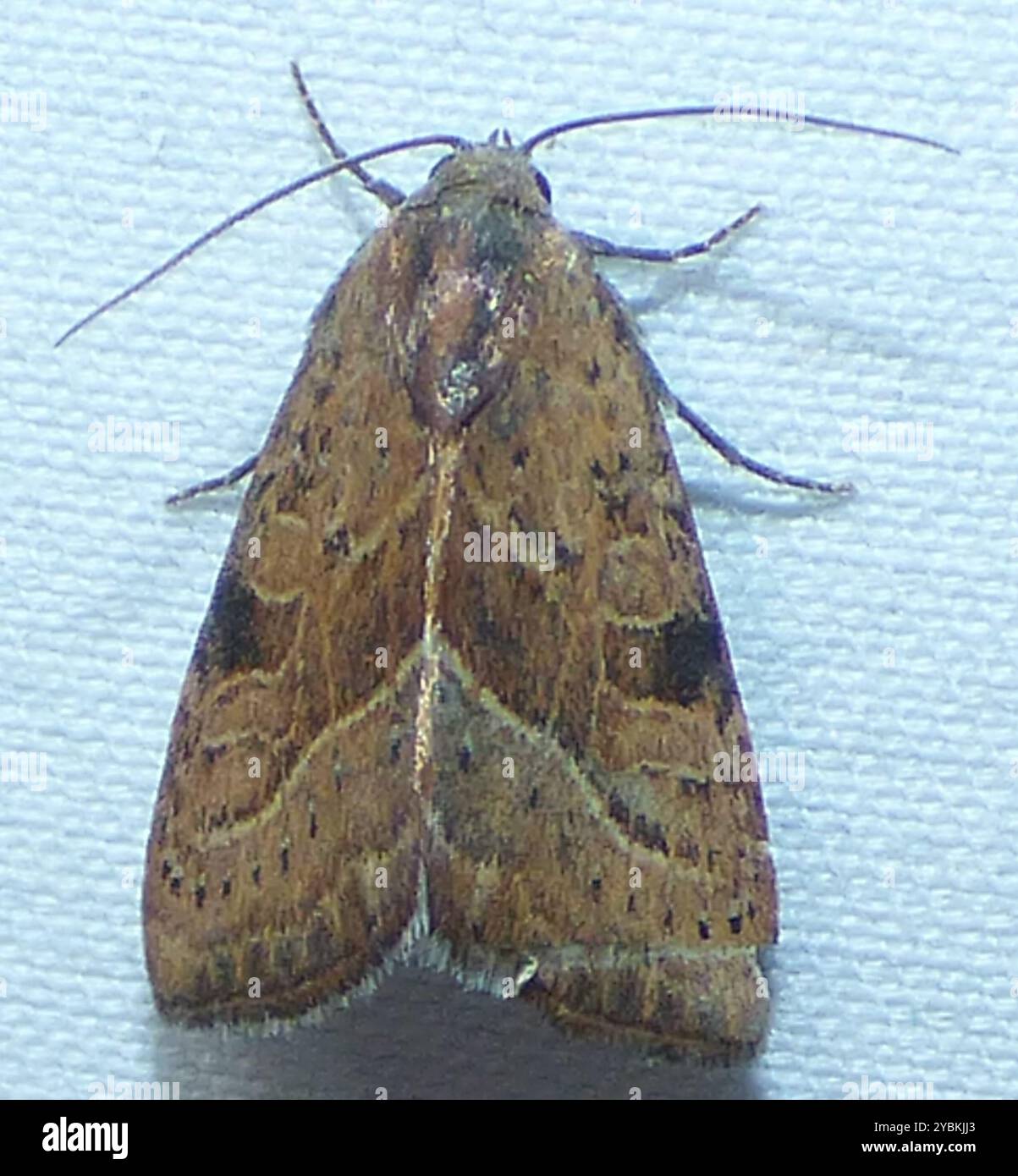 Wedgling Moth (Galgula partita) Insecta Stock Photo - Alamy